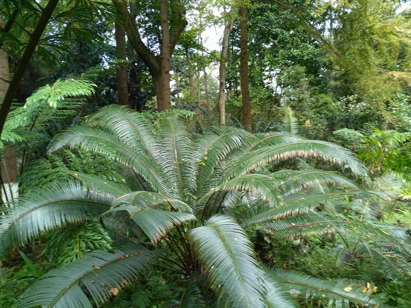 Seeds of Cycas multipinnata,ferruginea,debaoensis,hongheensis ...