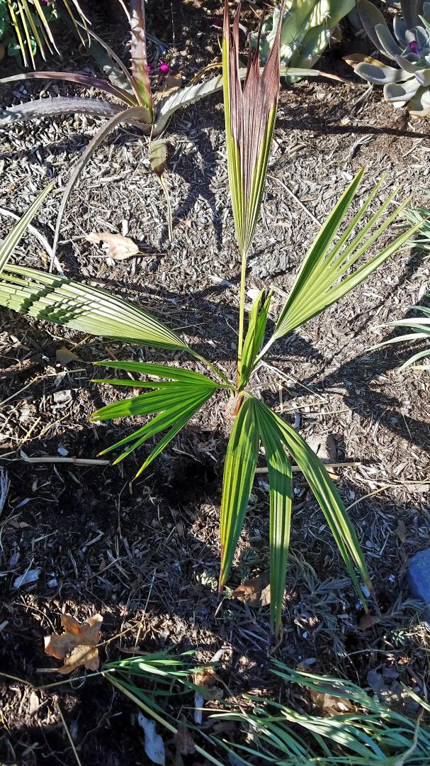Show us your Brahea - DISCUSSING PALM TREES WORLDWIDE - PalmTalk