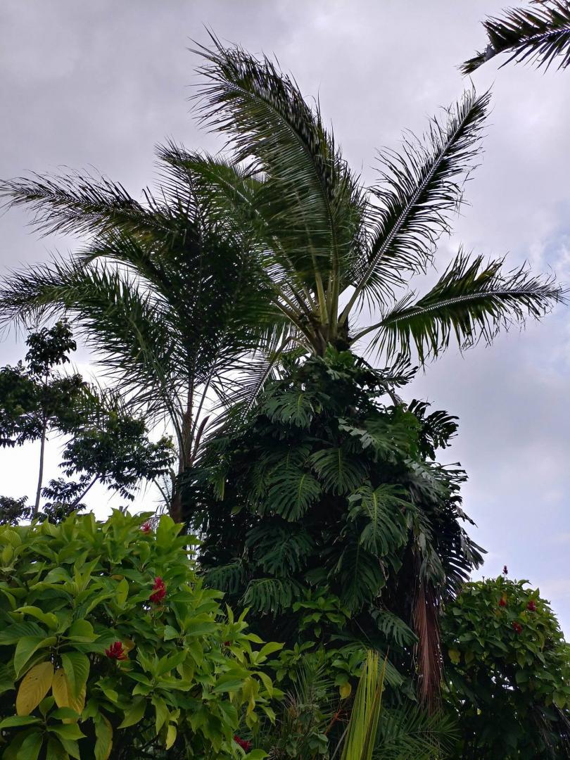 Coconut palm pics. Post yours! - DISCUSSING PALM TREES WORLDWIDE - PalmTalk