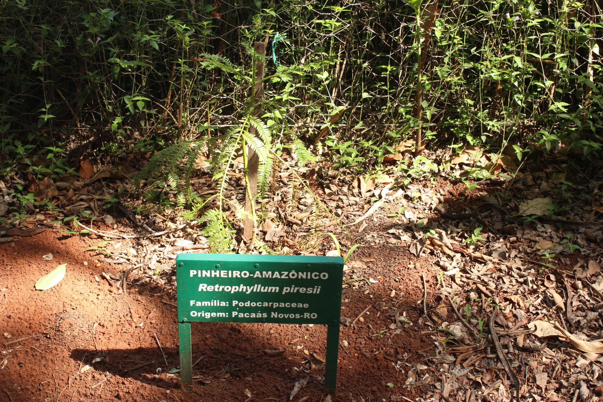 Retrophyllum piresii - TROPICAL LOOKING PLANTS - Other Than Palms ...