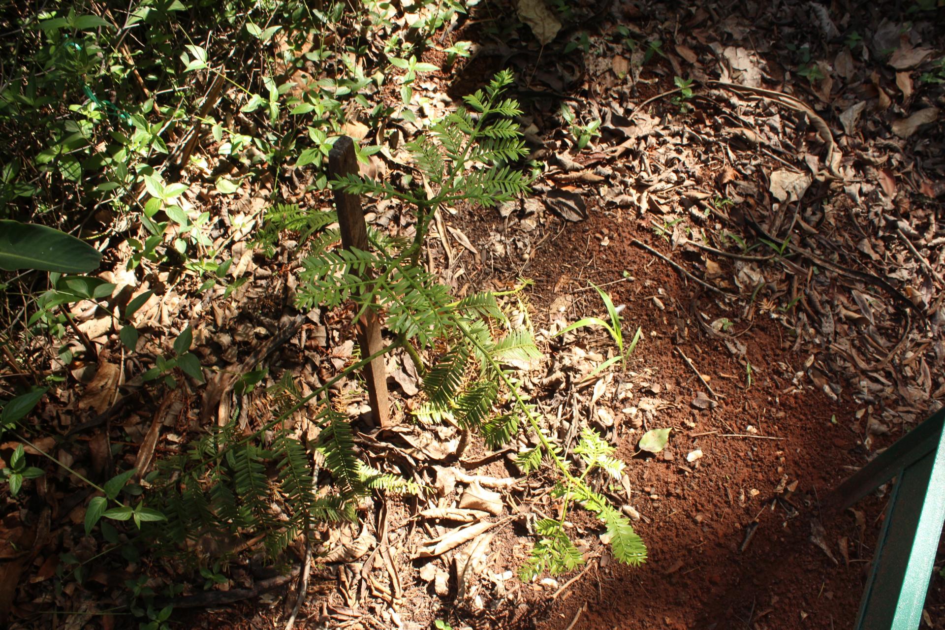 Retrophyllum piresii - TROPICAL LOOKING PLANTS - Other Than Palms ...