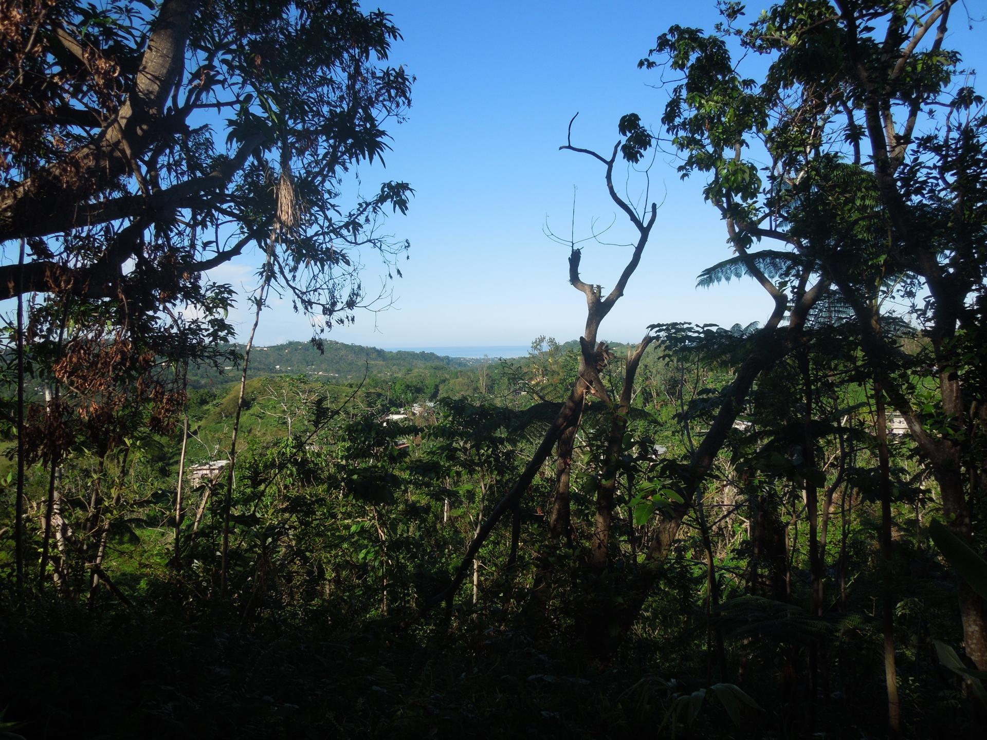 Oenocarpus Bataua from seed - DISCUSSING PALM TREES WORLDWIDE - PalmTalk