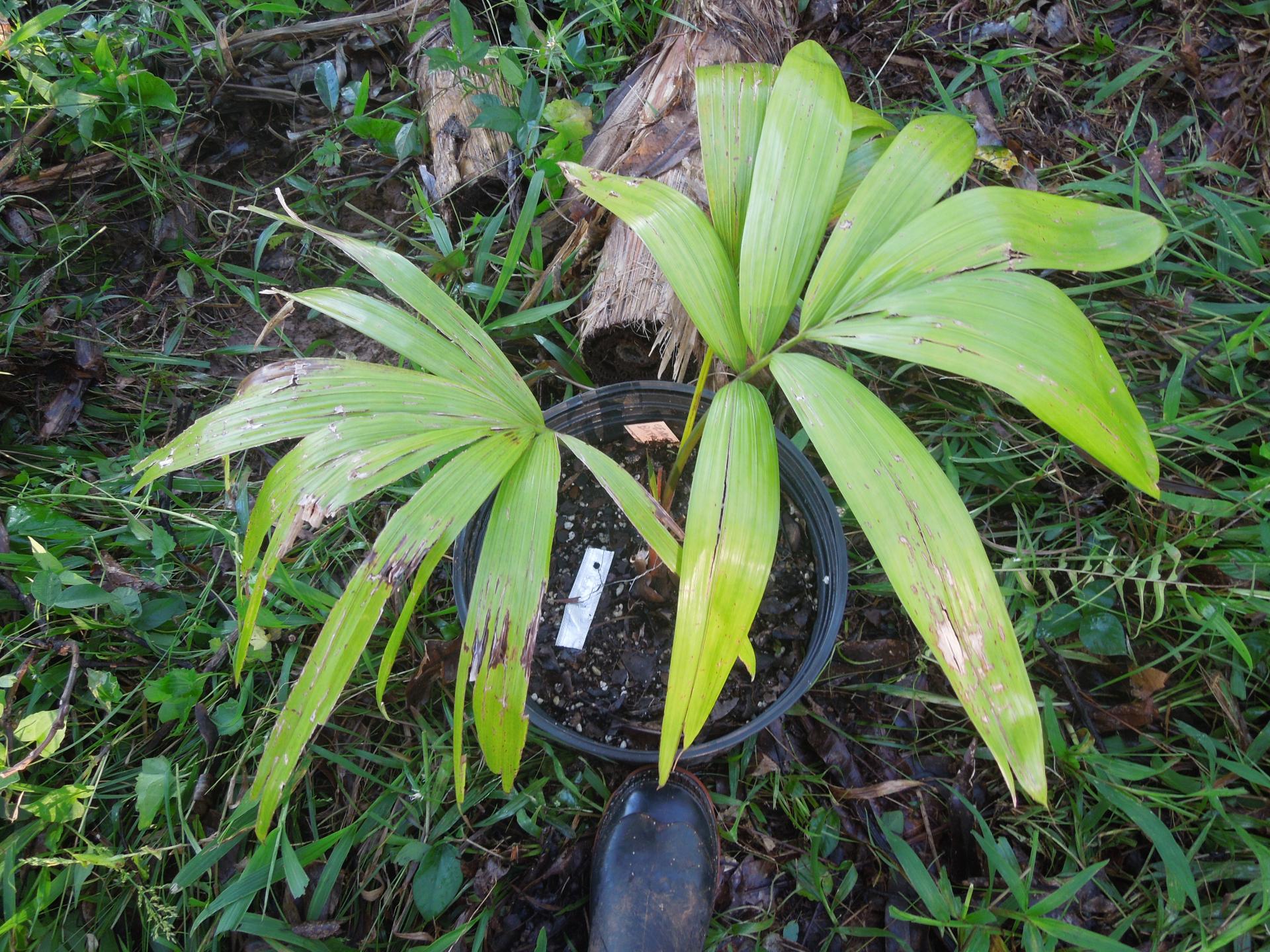 Oenocarpus Bataua from seed - DISCUSSING PALM TREES WORLDWIDE - PalmTalk