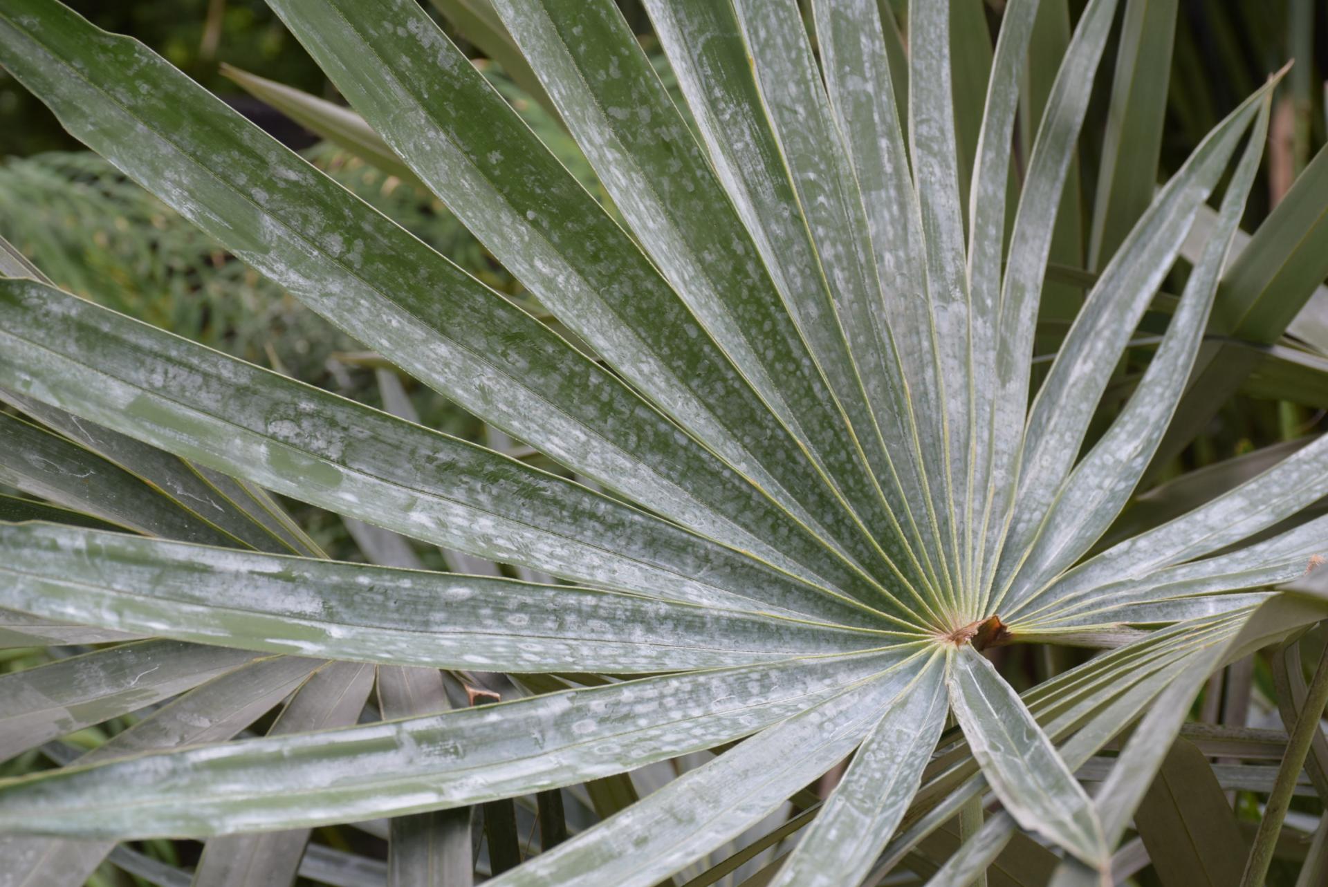 Coccothrinax macroglossa var.'azul' - DISCUSSING PALM TREES WORLDWIDE ...