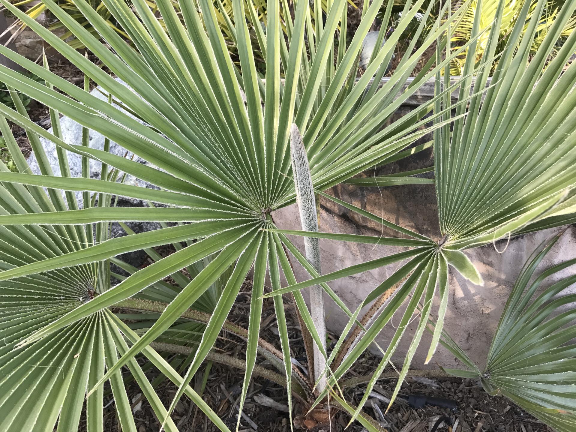 Show us your Brahea - DISCUSSING PALM TREES WORLDWIDE - PalmTalk