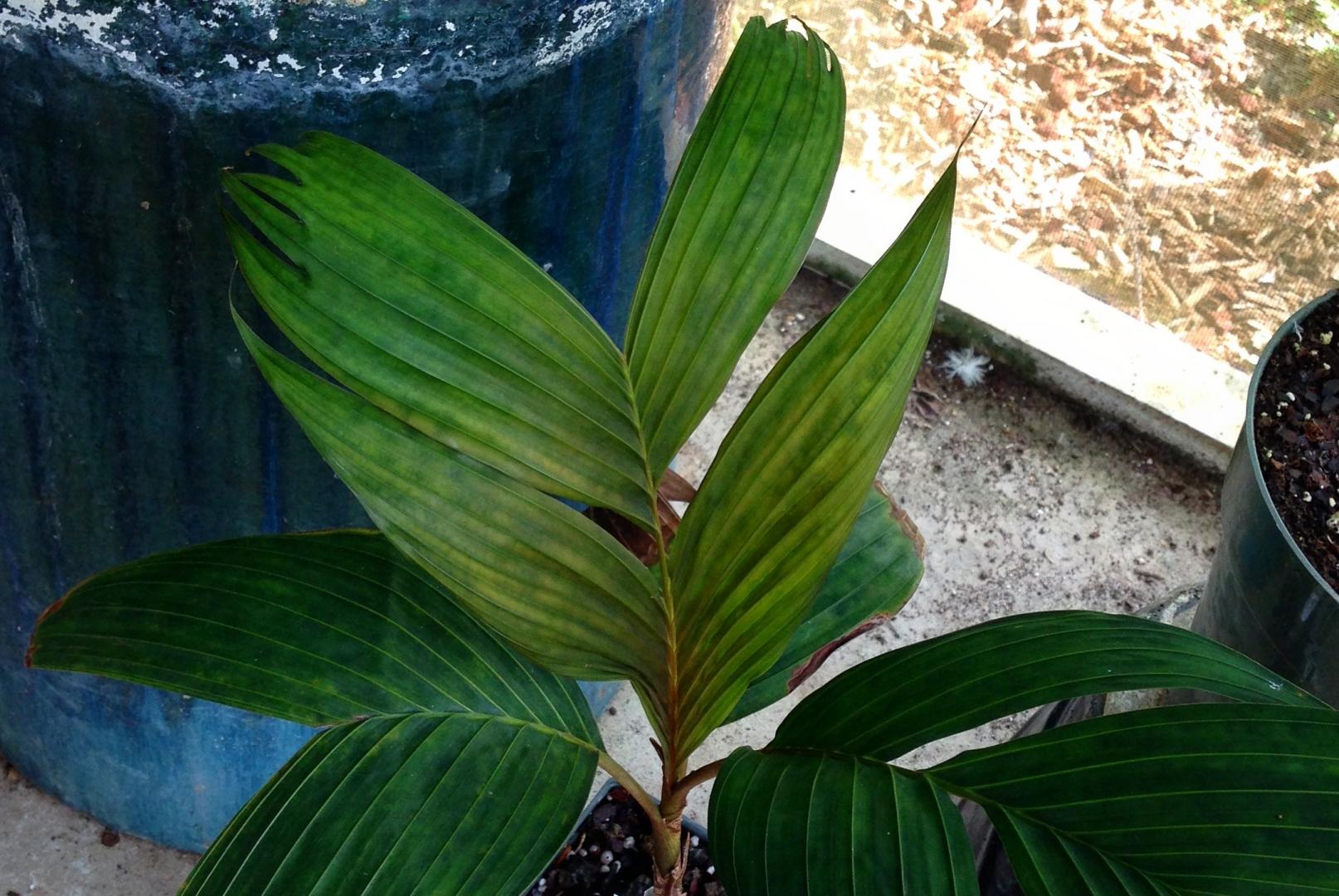 Some pics of the Pinanga kids - DISCUSSING PALM TREES WORLDWIDE - PalmTalk