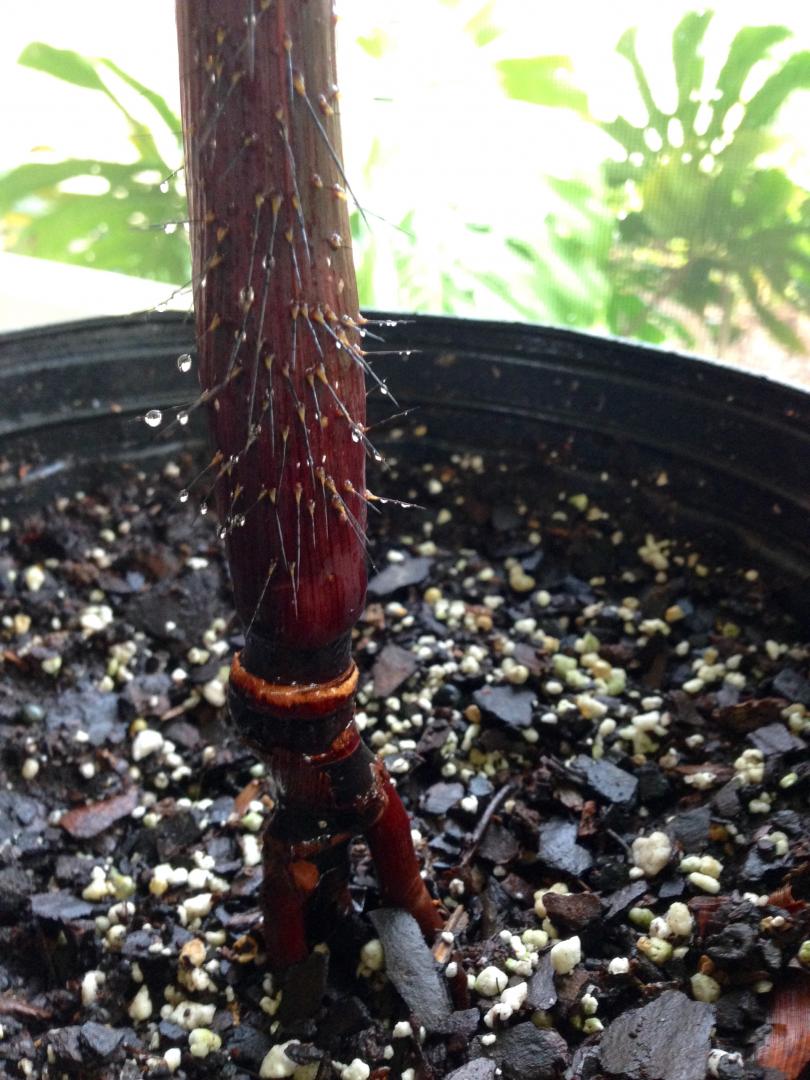 Specialized palm roots - Let's talk! - DISCUSSING PALM TREES WORLDWIDE ...