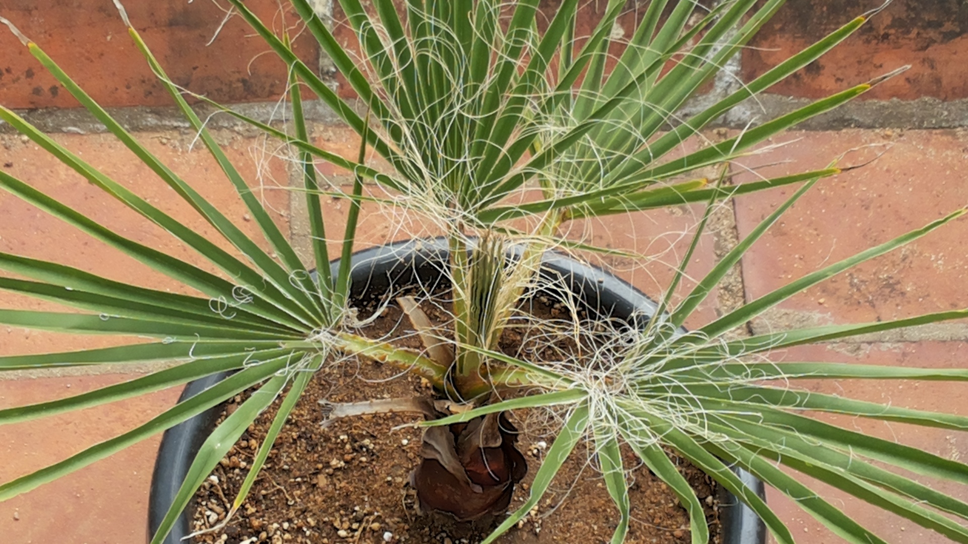 I think I may have some Washingtonia filibusta seedlings? - DISCUSSING ...