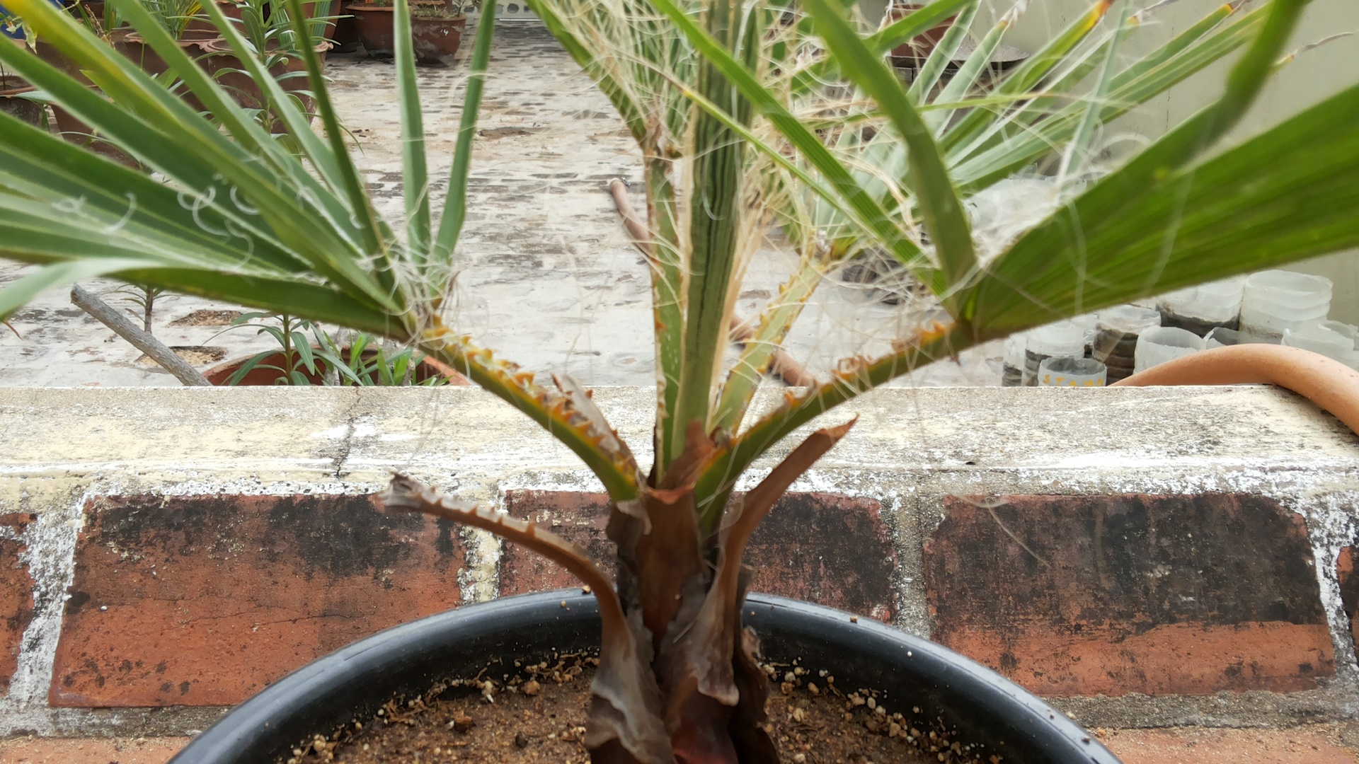 I think I may have some Washingtonia filibusta seedlings? - DISCUSSING ...