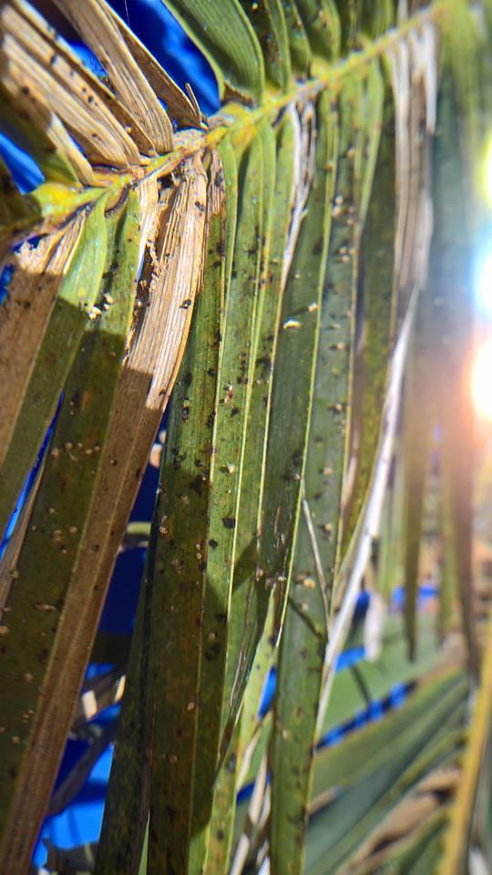 Palm S.O.S need help ! - DISCUSSING PALM TREES WORLDWIDE - PalmTalk