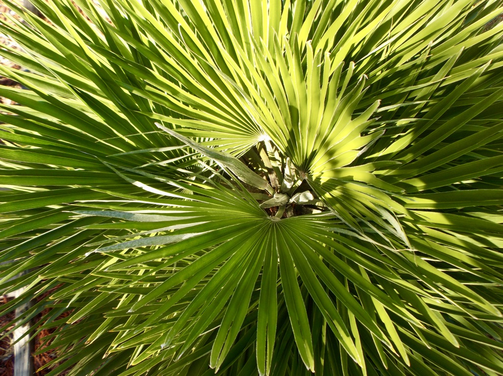 Chamaerops humilis Vulcano is a Beauty - DISCUSSING PALM TREES ...