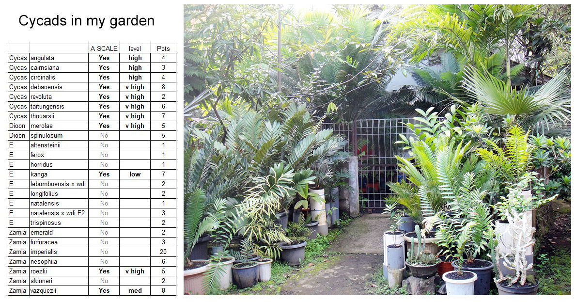 Cycas species resistant to aulacaspis yasumatsui (Asian cycad scale ...