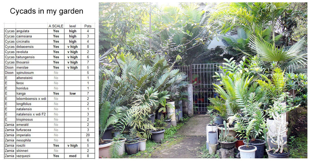 Cycas species resistant to aulacaspis yasumatsui (Asian cycad scale ...