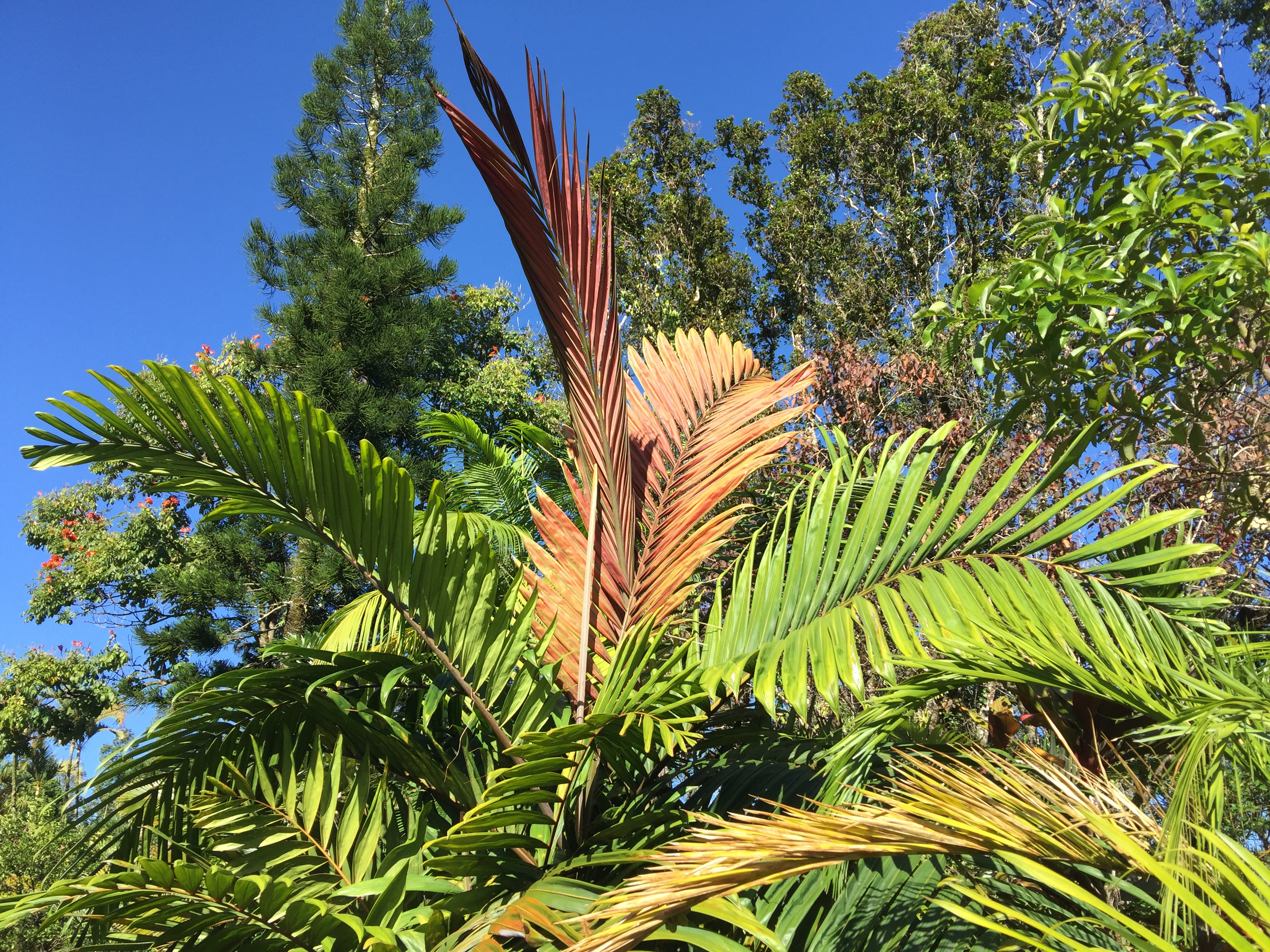 Nice big red surprise - DISCUSSING PALM TREES WORLDWIDE - PalmTalk