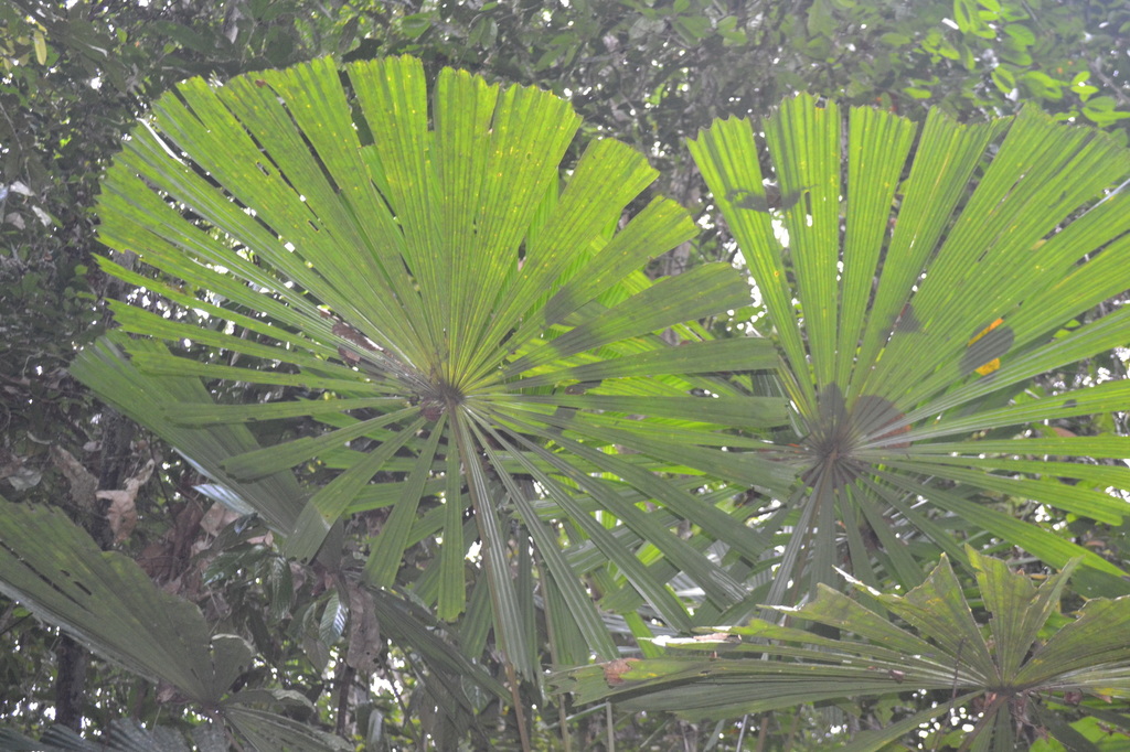 Licuala - DISCUSSING PALM TREES WORLDWIDE - PalmTalk