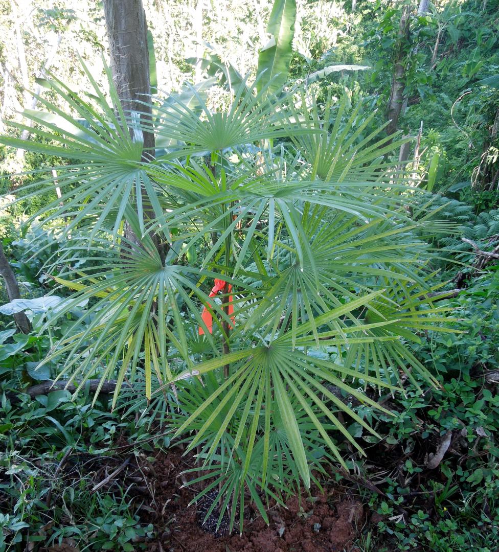 Rhapis multifida stem strength - DISCUSSING PALM TREES WORLDWIDE - PalmTalk