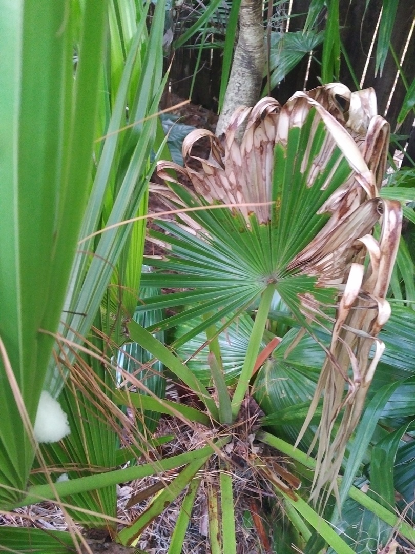 New Livistona Nitida frond emerging...dead?! - DISCUSSING PALM TREES ...