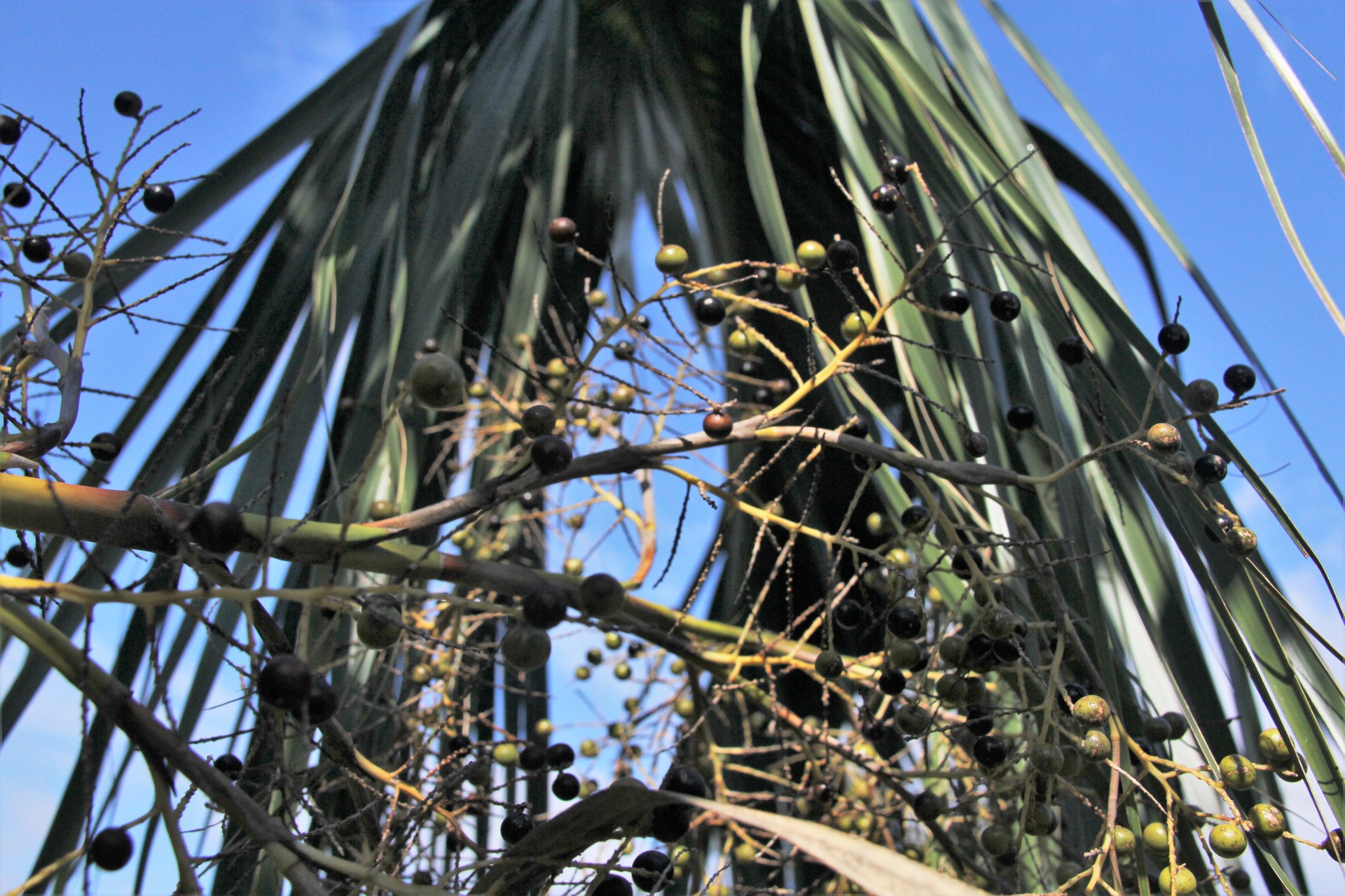 Fruiting Sabal Causiarum - DISCUSSING PALM TREES WORLDWIDE - PalmTalk