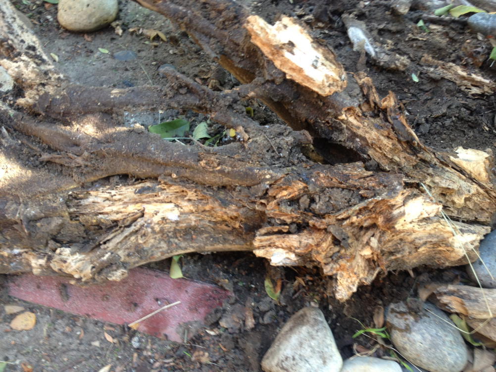 Tipping King or is it termites? - DISCUSSING PALM TREES WORLDWIDE ...