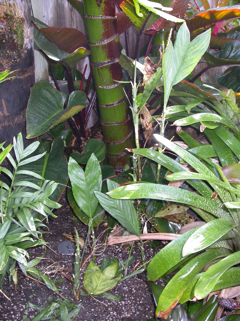 Severe Critter Damage - DISCUSSING PALM TREES WORLDWIDE - PalmTalk