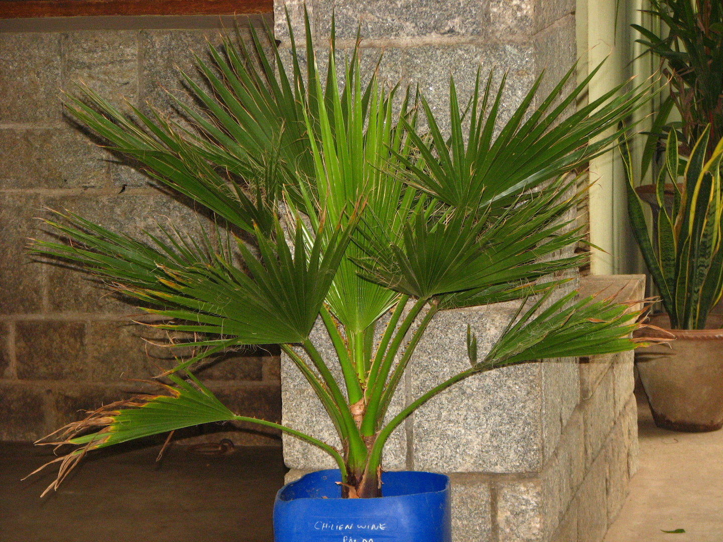I think I may have some Washingtonia filibusta seedlings? - DISCUSSING ...