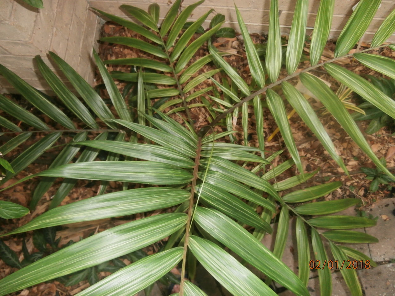 Variegated Burretiokentia hapala - DISCUSSING PALM TREES WORLDWIDE ...