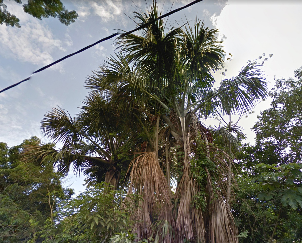 Palm ID - DISCUSSING PALM TREES WORLDWIDE - PalmTalk