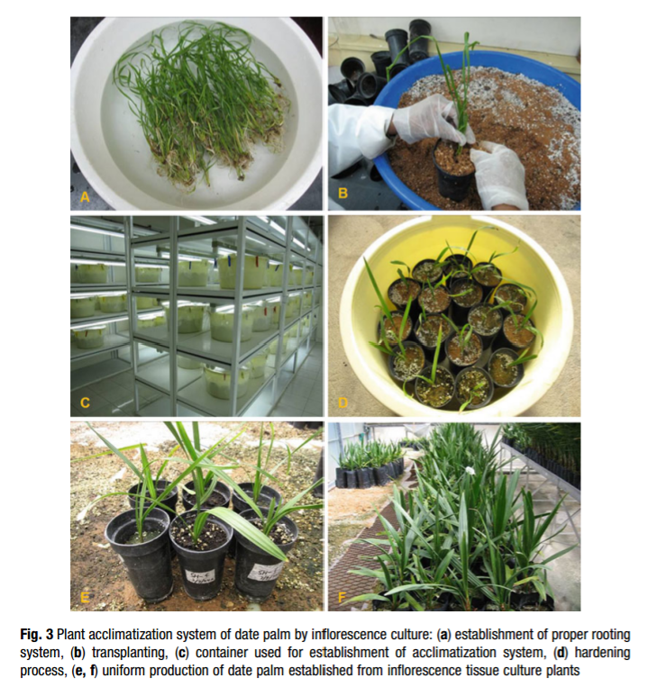 Micropropagation through somatic embryogenesis and direct shoot ...