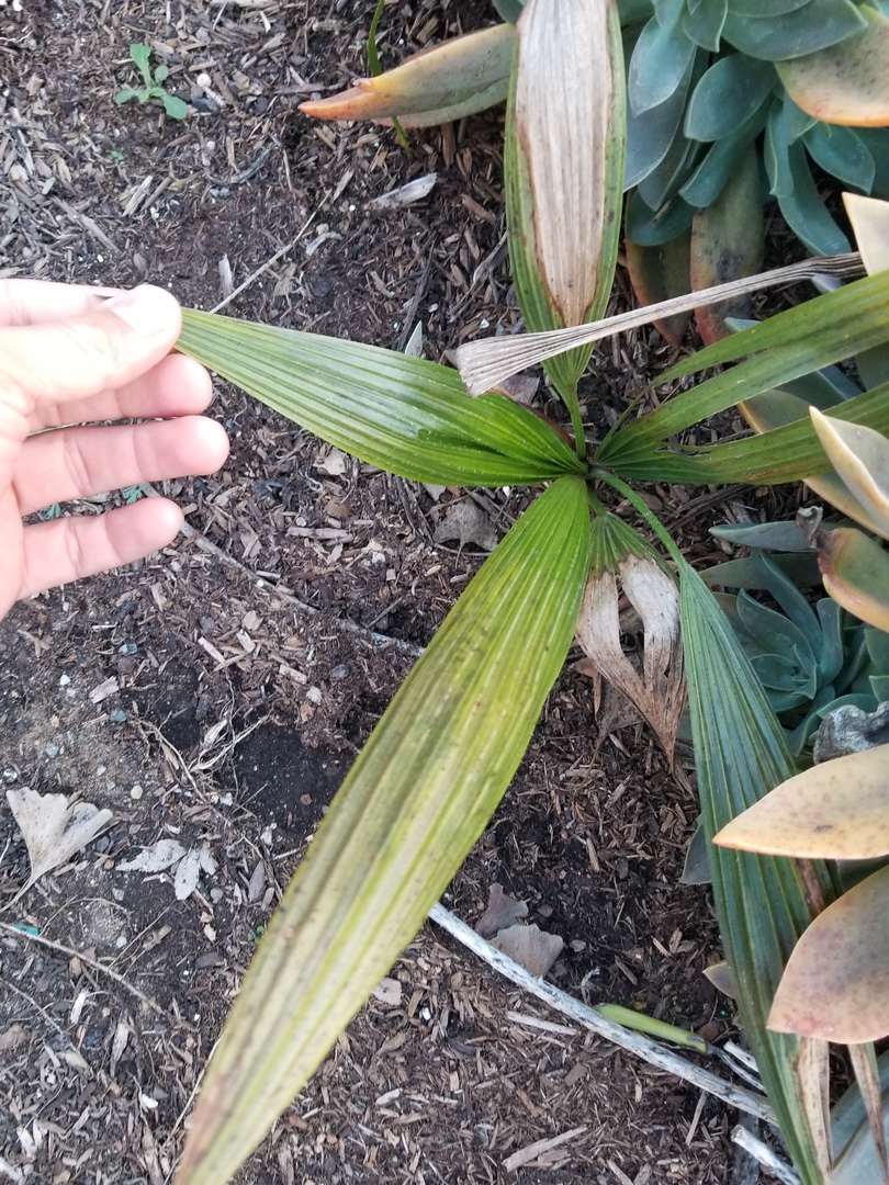 Brahea pimo - more tender than I thought - DISCUSSING PALM TREES ...
