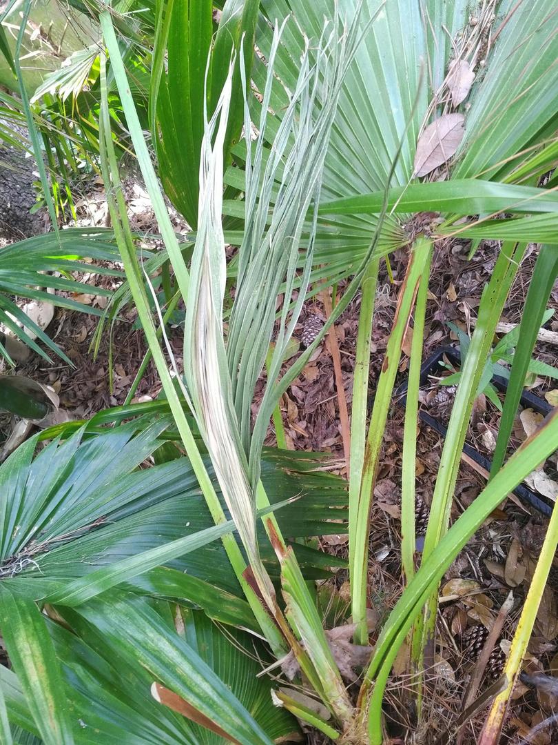New Livistona Nitida frond emerging...dead?! - DISCUSSING PALM TREES ...