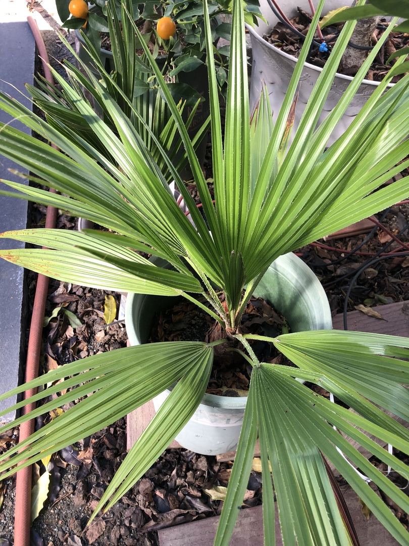 Brahea pimo - more tender than I thought - DISCUSSING PALM TREES ...