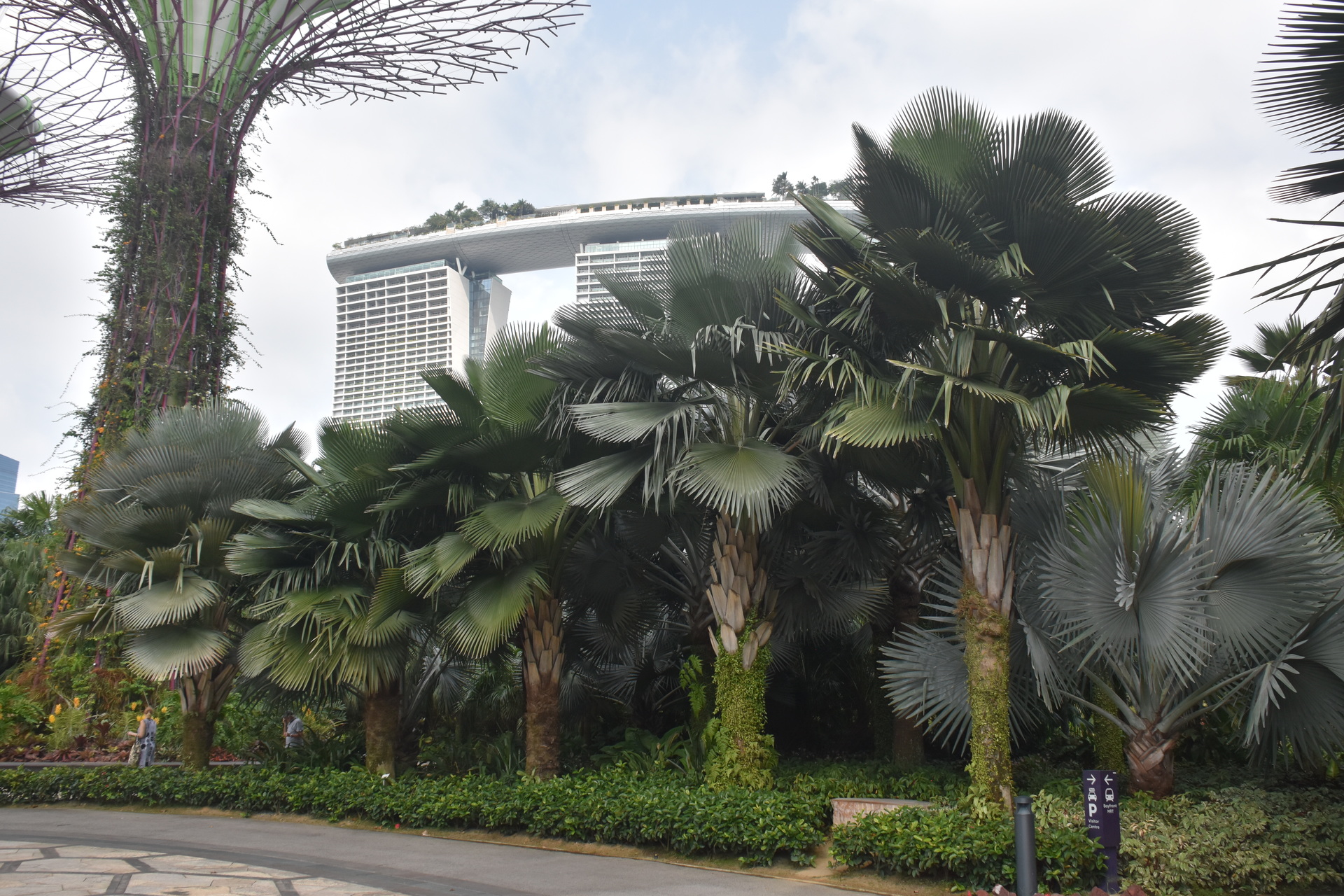 A few of the palms at Gardens by the Bay (Singapore) - DISCUSSING PALM ...