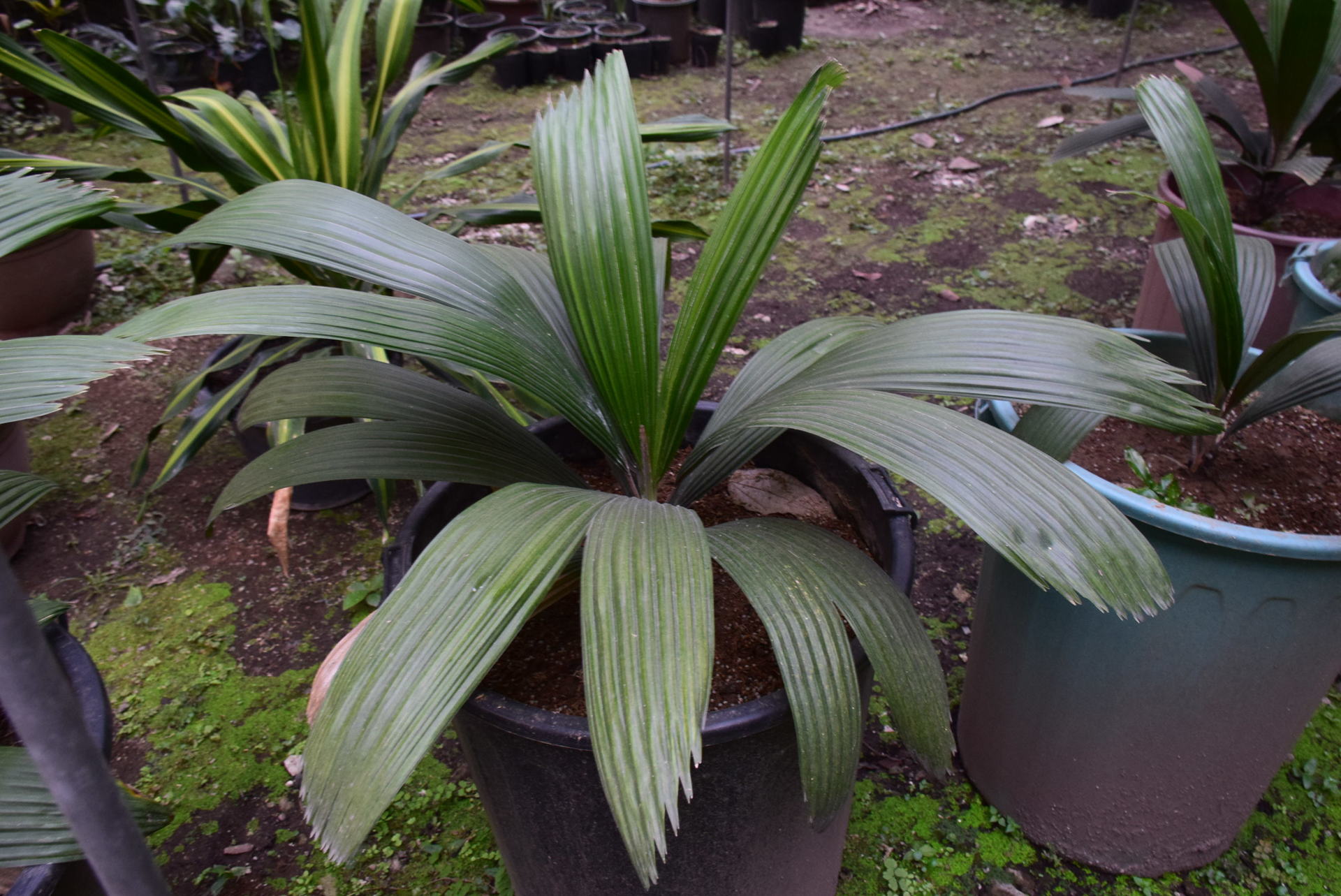 Sabinaria Magnifica -- how are your doing - DISCUSSING PALM TREES ...