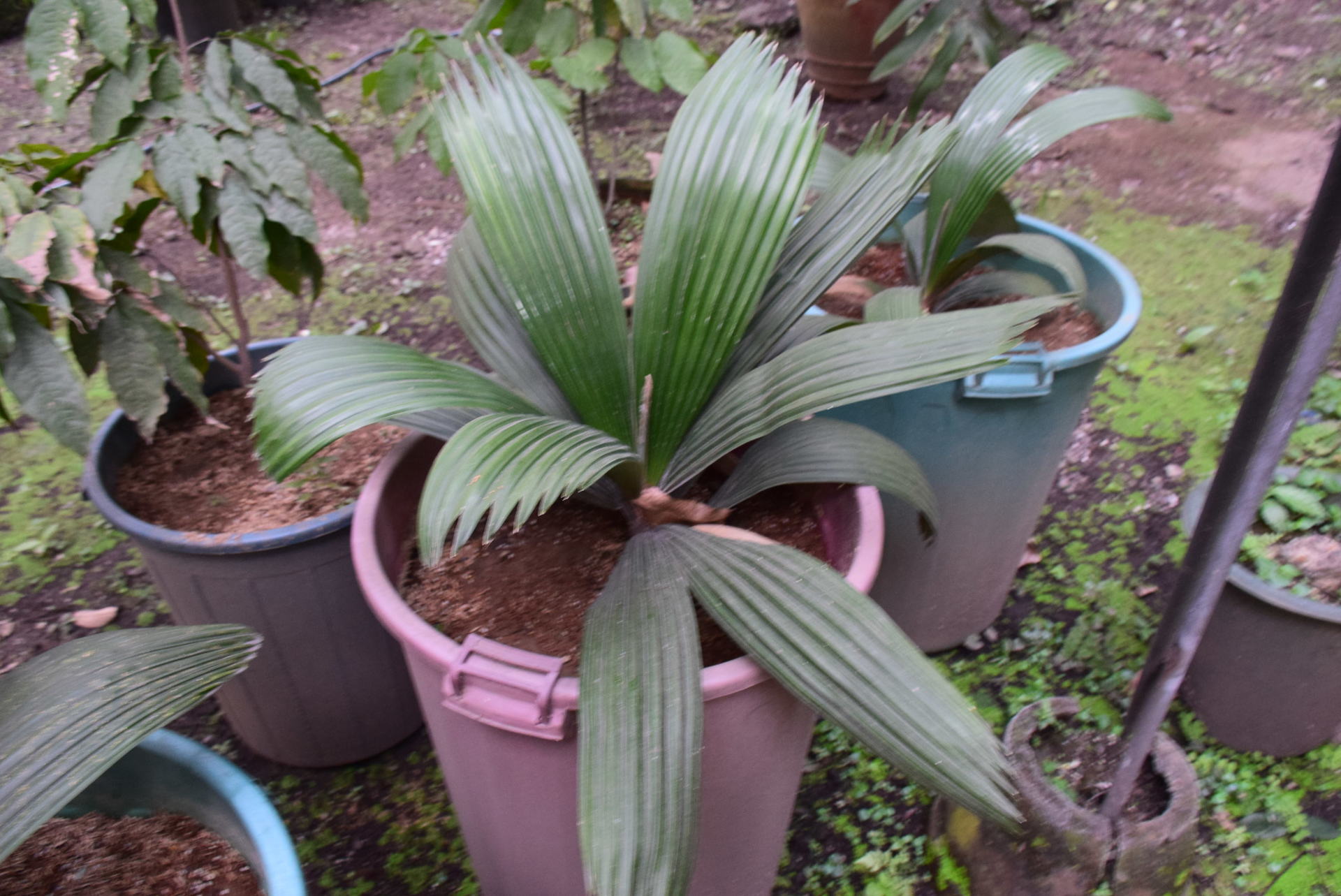 Sabinaria Magnifica -- how are your doing - DISCUSSING PALM TREES ...