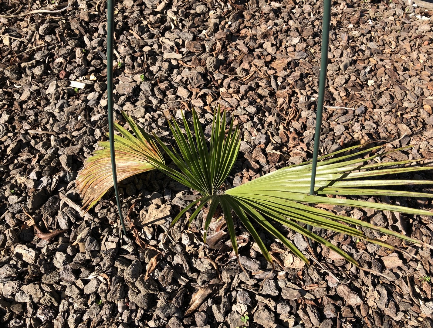 Brahea pimo - more tender than I thought - DISCUSSING PALM TREES ...