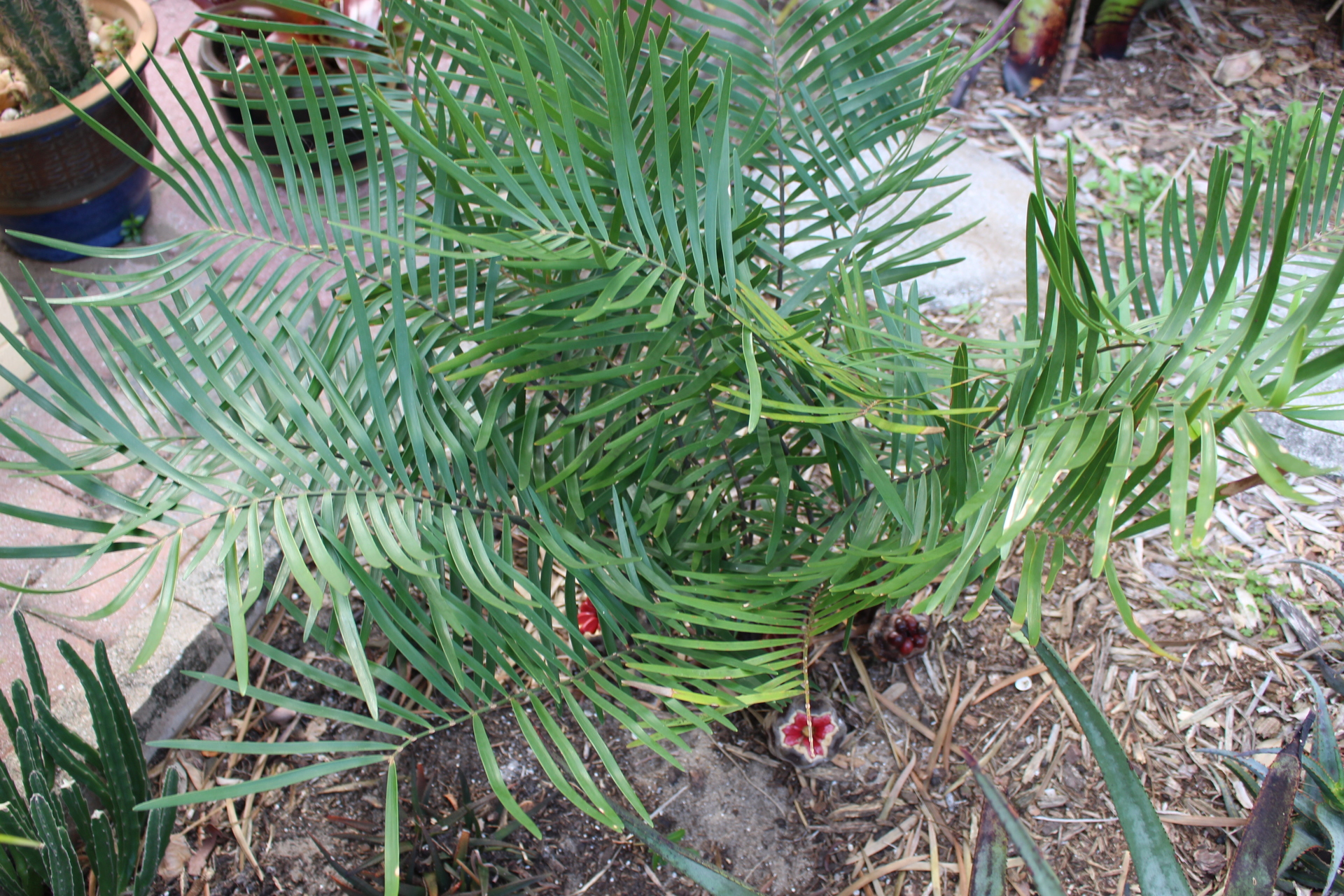 Zamia sp. 'New Providence' Seeds - For Sale - PalmTalk