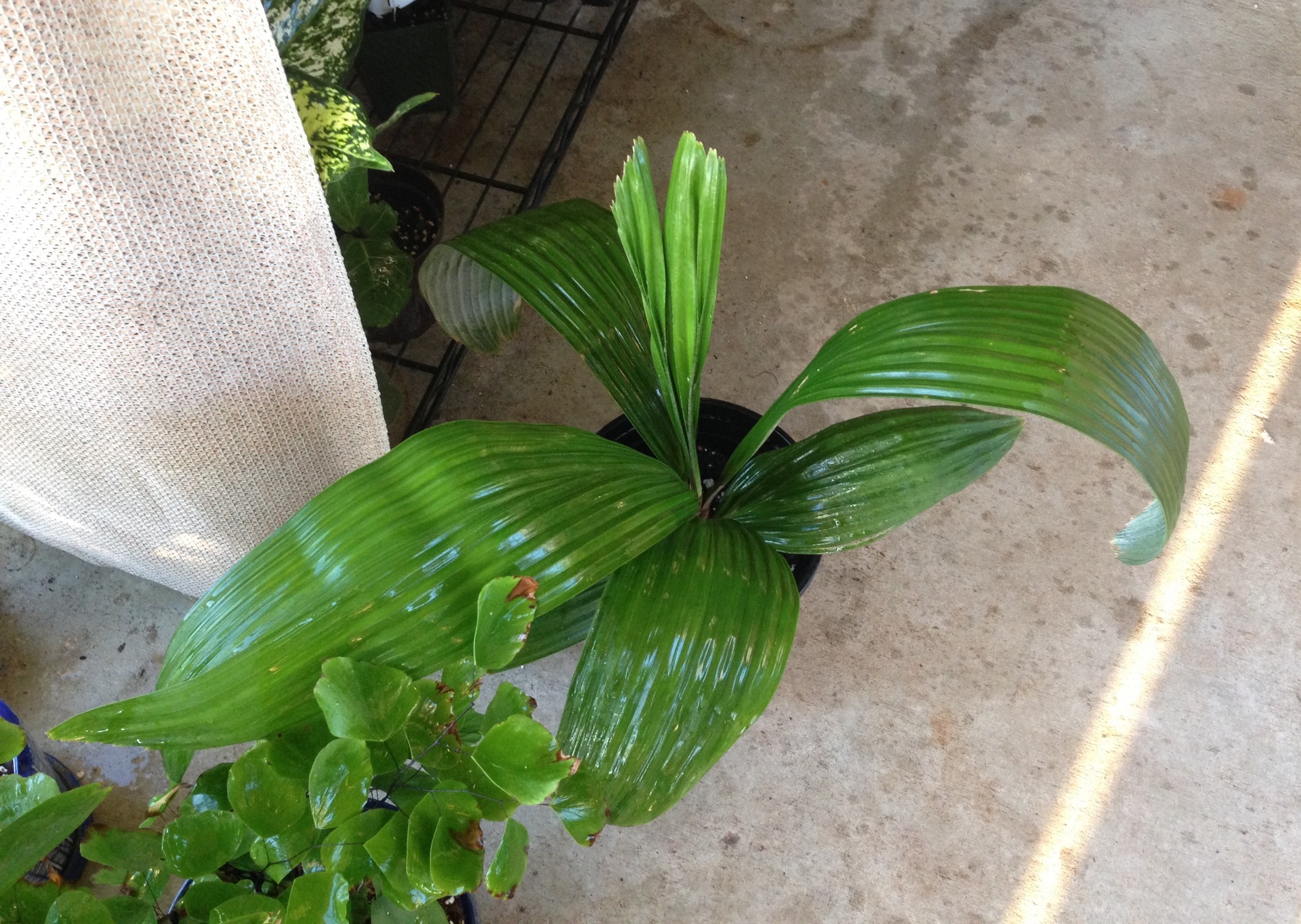 Sabinaria Magnifica -- how are your doing - DISCUSSING PALM TREES ...