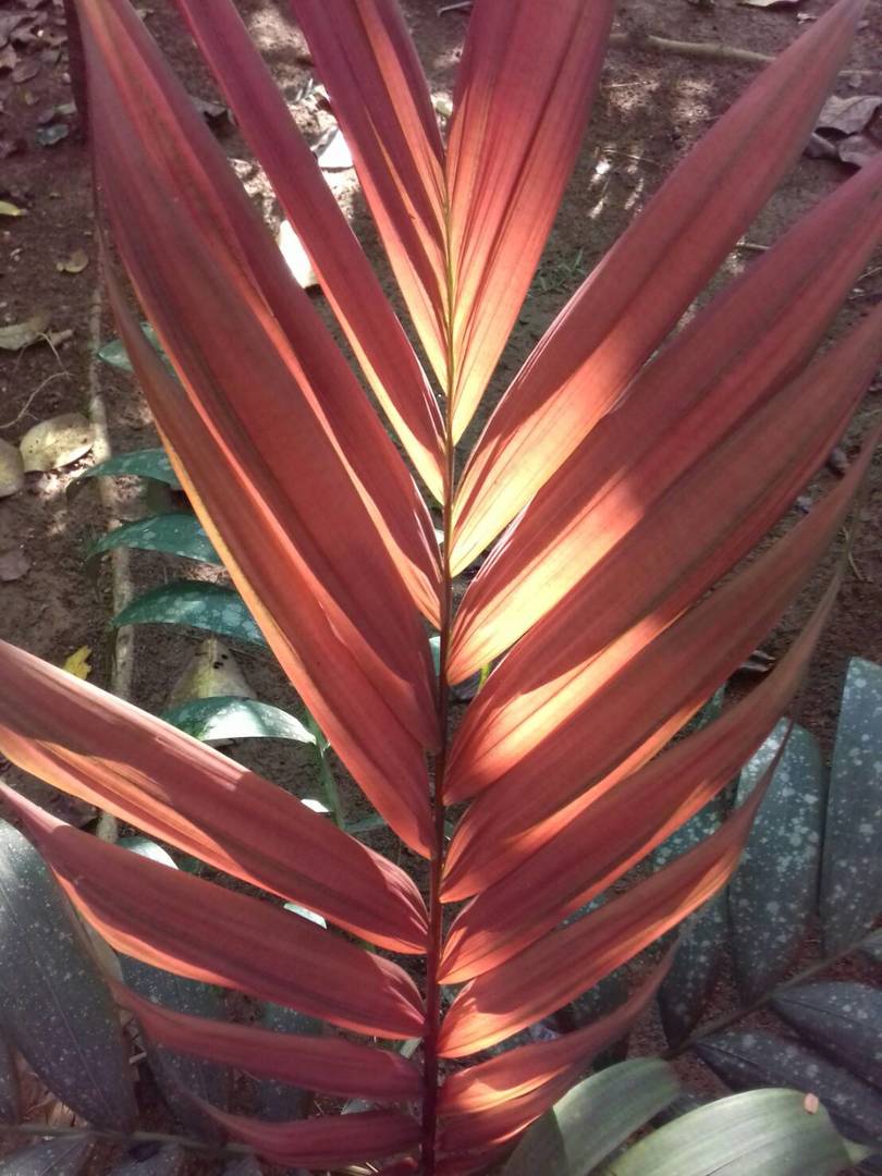 red new leaf of Calyptrolyx - DISCUSSING PALM TREES WORLDWIDE - PalmTalk