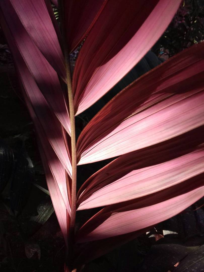 red new leaf of Calyptrolyx - DISCUSSING PALM TREES WORLDWIDE - PalmTalk