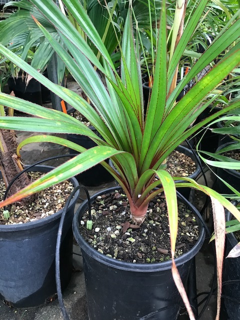 pandanus utilis 'Red margin form' - For Sale - PalmTalk