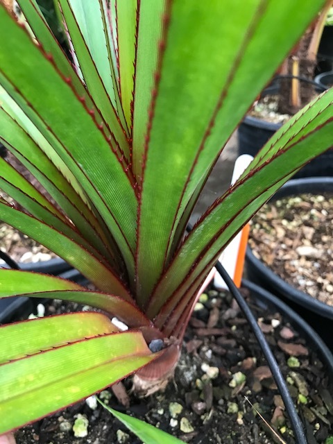pandanus utilis 'Red margin form' - For Sale - PalmTalk