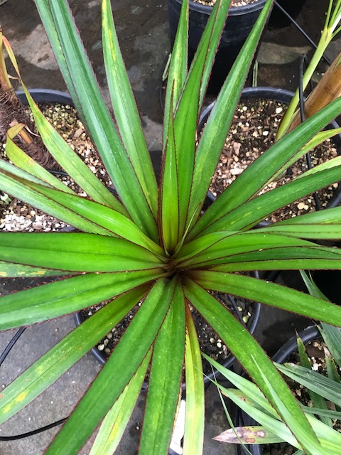 pandanus utilis 'Red margin form' - For Sale - PalmTalk
