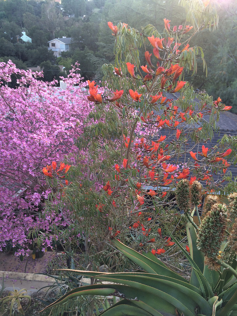 Fernandoa madagascariensis + Tabebuia - TROPICAL LOOKING PLANTS - Other ...