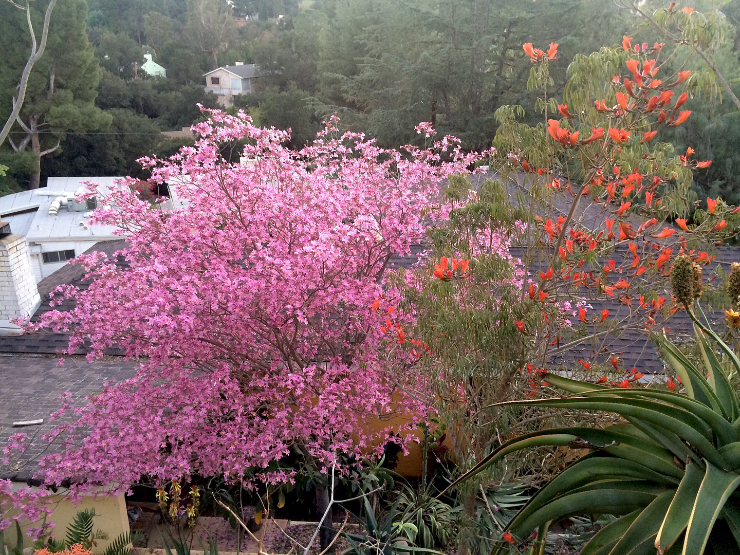 Fernandoa madagascariensis + Tabebuia - TROPICAL LOOKING PLANTS - Other ...