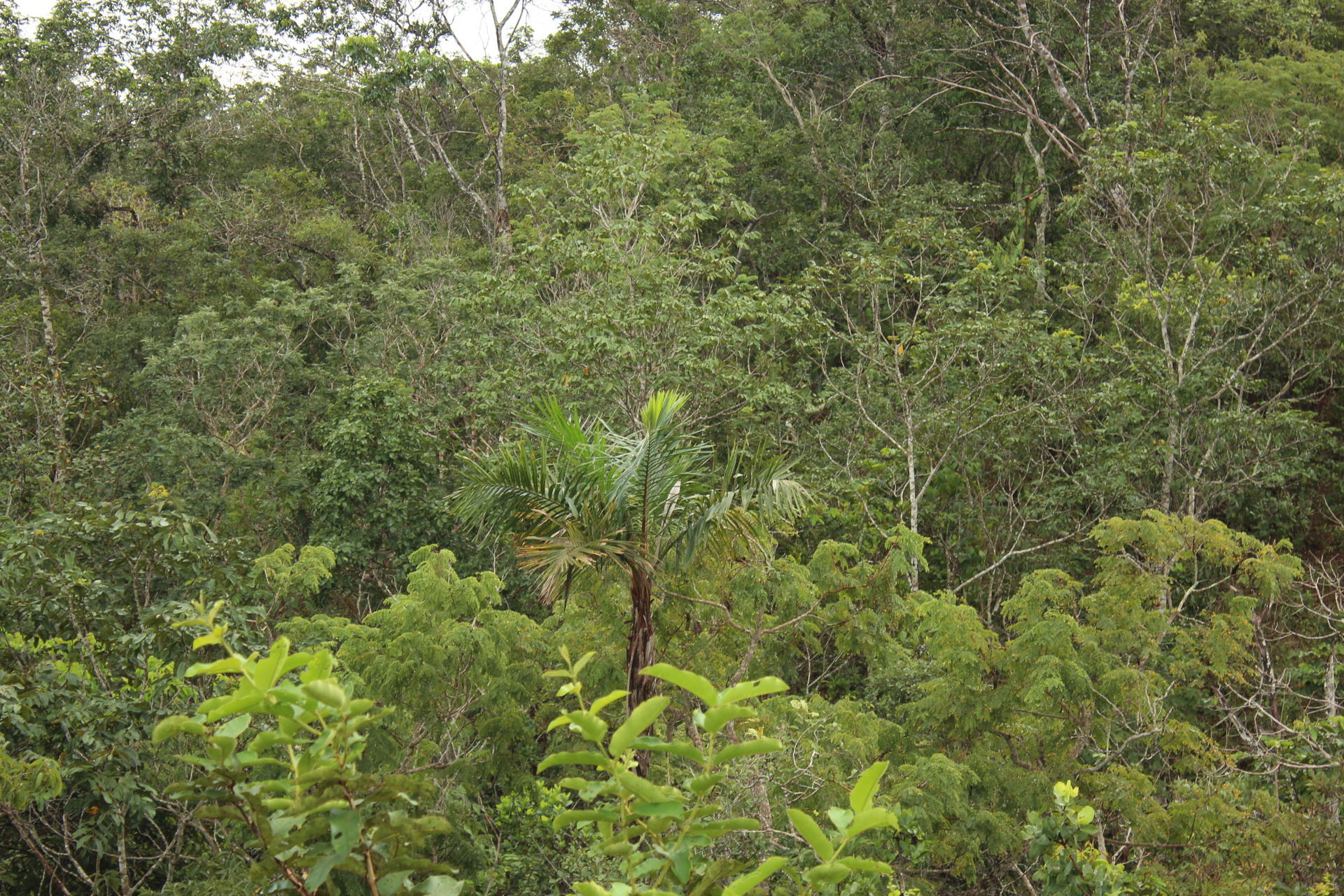 Syagrus comosa - DISCUSSING PALM TREES WORLDWIDE - PalmTalk