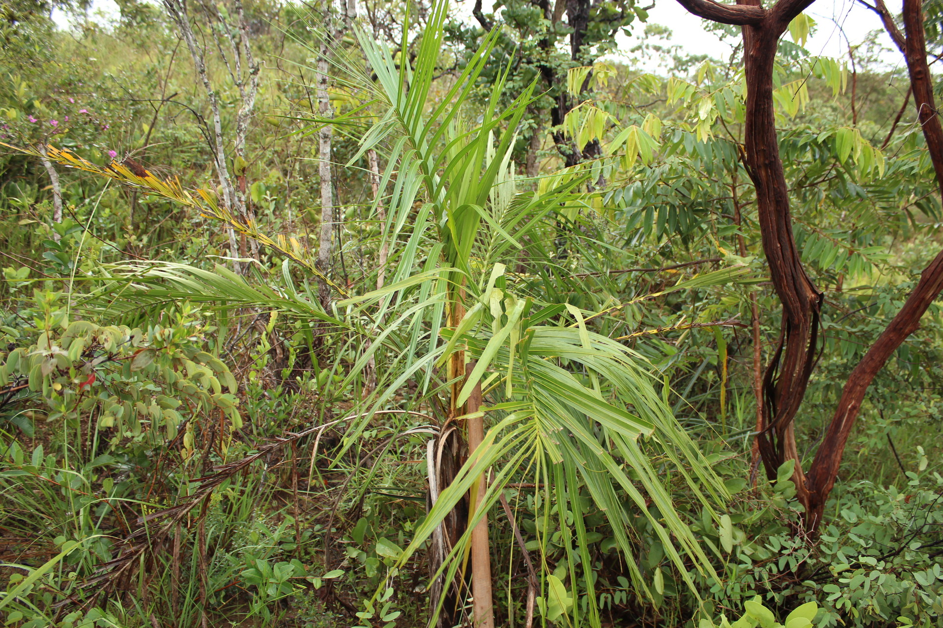 Syagrus comosa - DISCUSSING PALM TREES WORLDWIDE - PalmTalk
