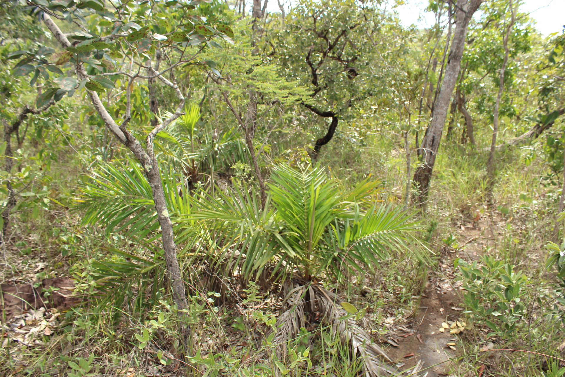 Syagrus comosa - DISCUSSING PALM TREES WORLDWIDE - PalmTalk