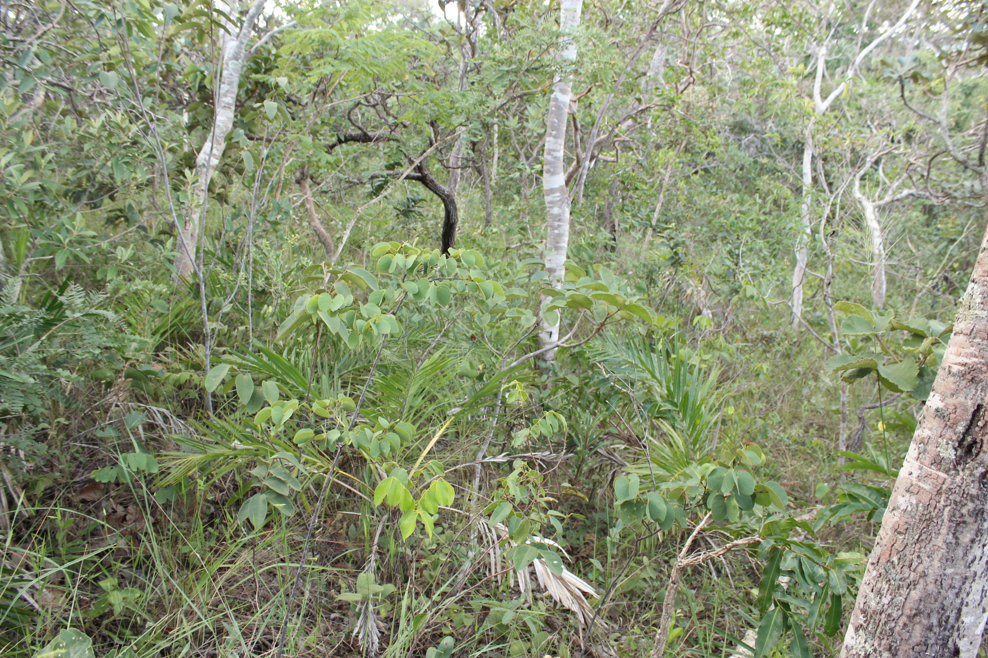 Syagrus comosa - DISCUSSING PALM TREES WORLDWIDE - PalmTalk