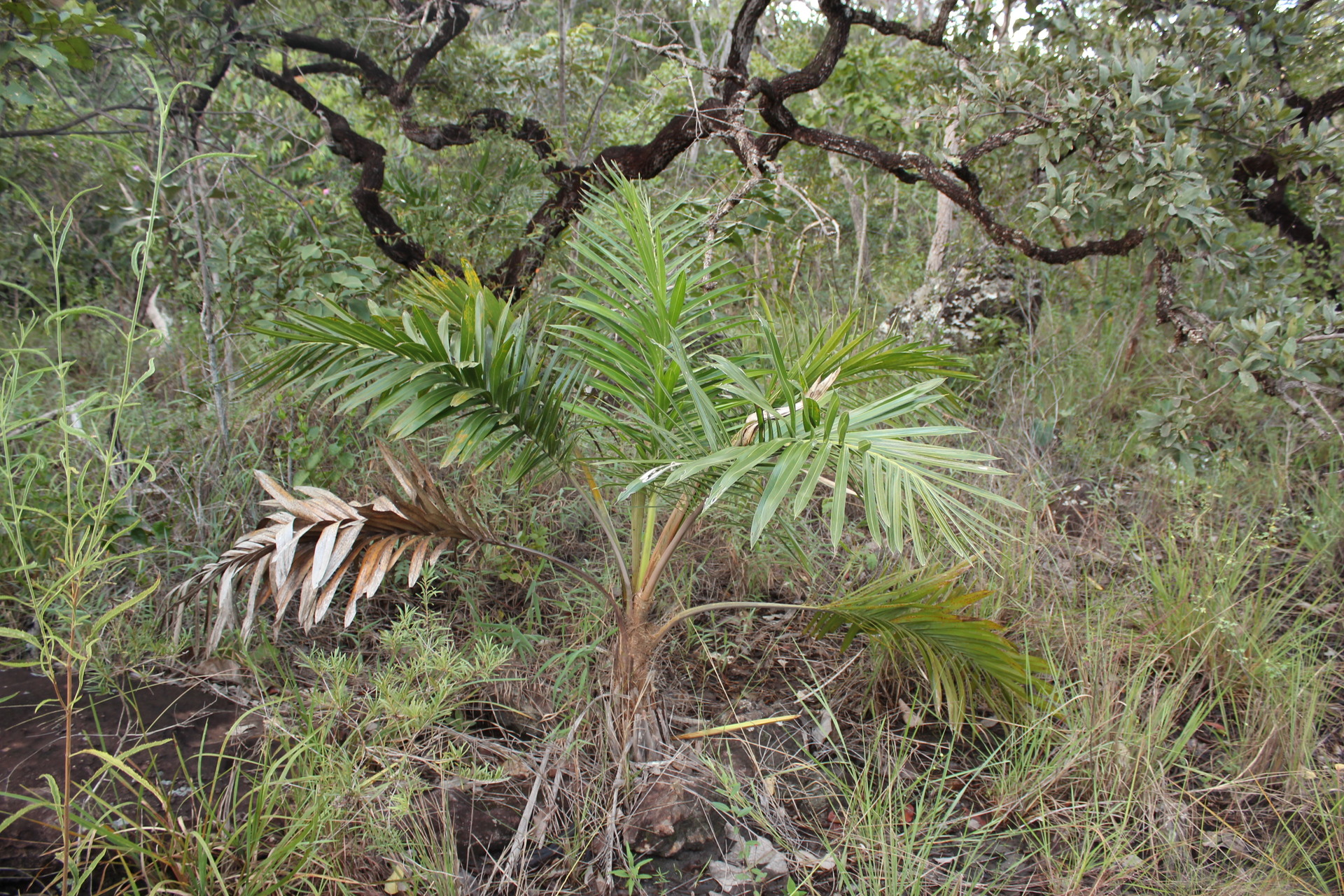 Syagrus comosa - DISCUSSING PALM TREES WORLDWIDE - PalmTalk