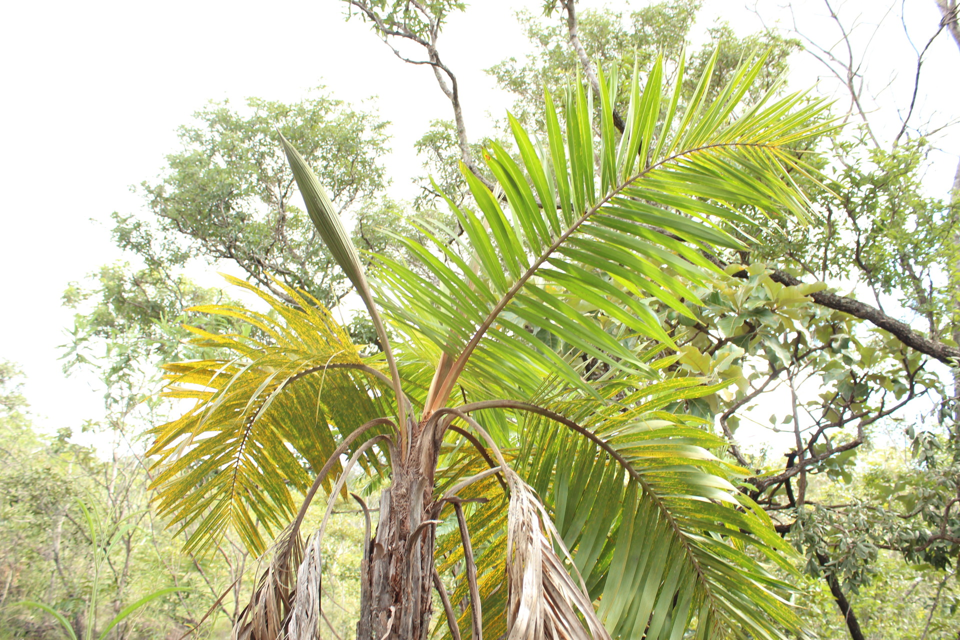 Syagrus comosa - DISCUSSING PALM TREES WORLDWIDE - PalmTalk